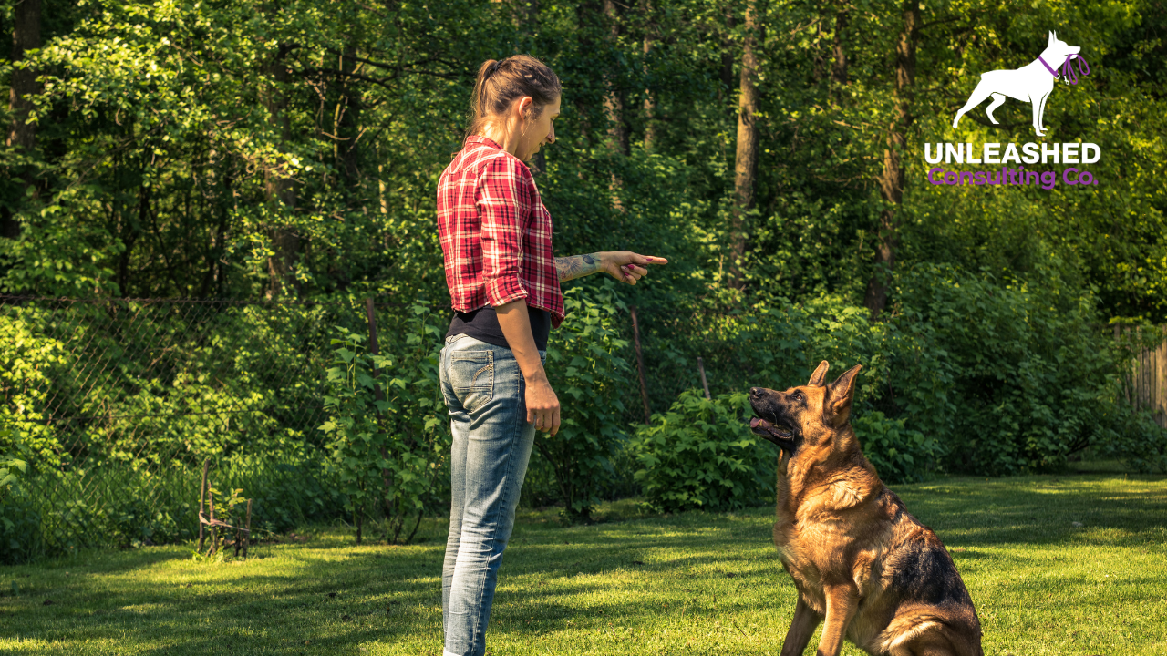 15 Effective Dog Training Marketing Strategies to Grow Your Business